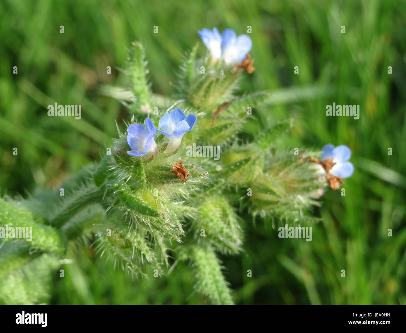 Species of flowering plant family boraginaceae hi-res stock photography ...