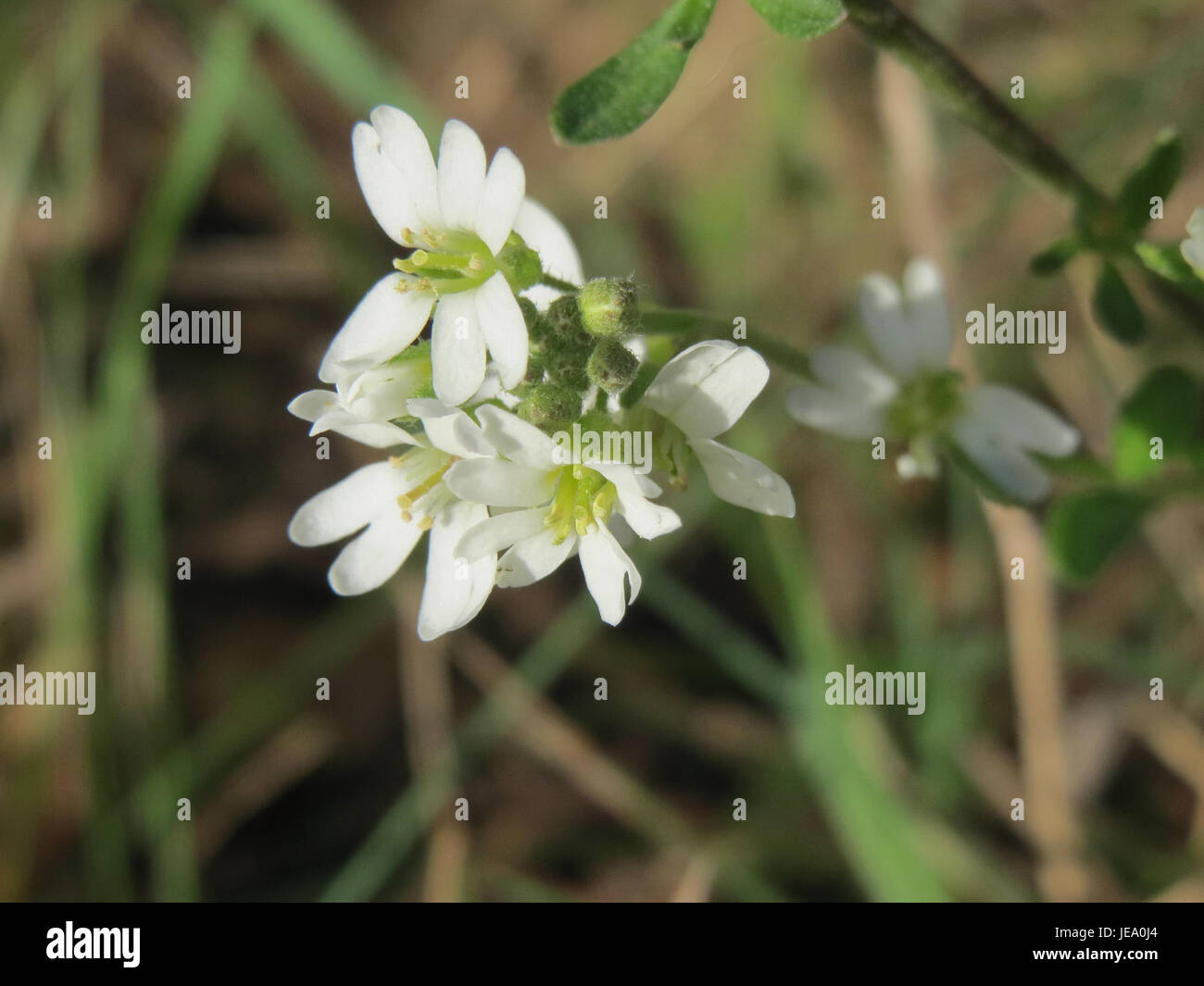 Berteroa incana, commonly known as hoary alyssum, is a flowering plant ...