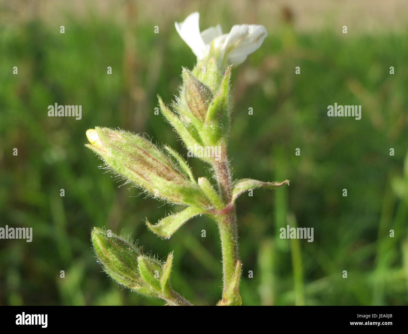 Silene latifolia, commonly known as the white campion, is a flowering ...