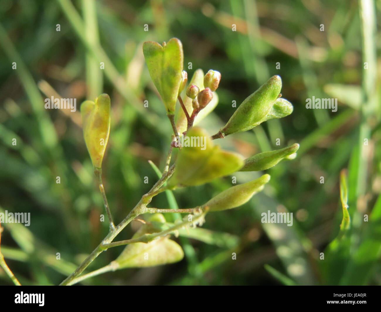 Capsella bursa pastoris known hi-res stock photography and images - Alamy