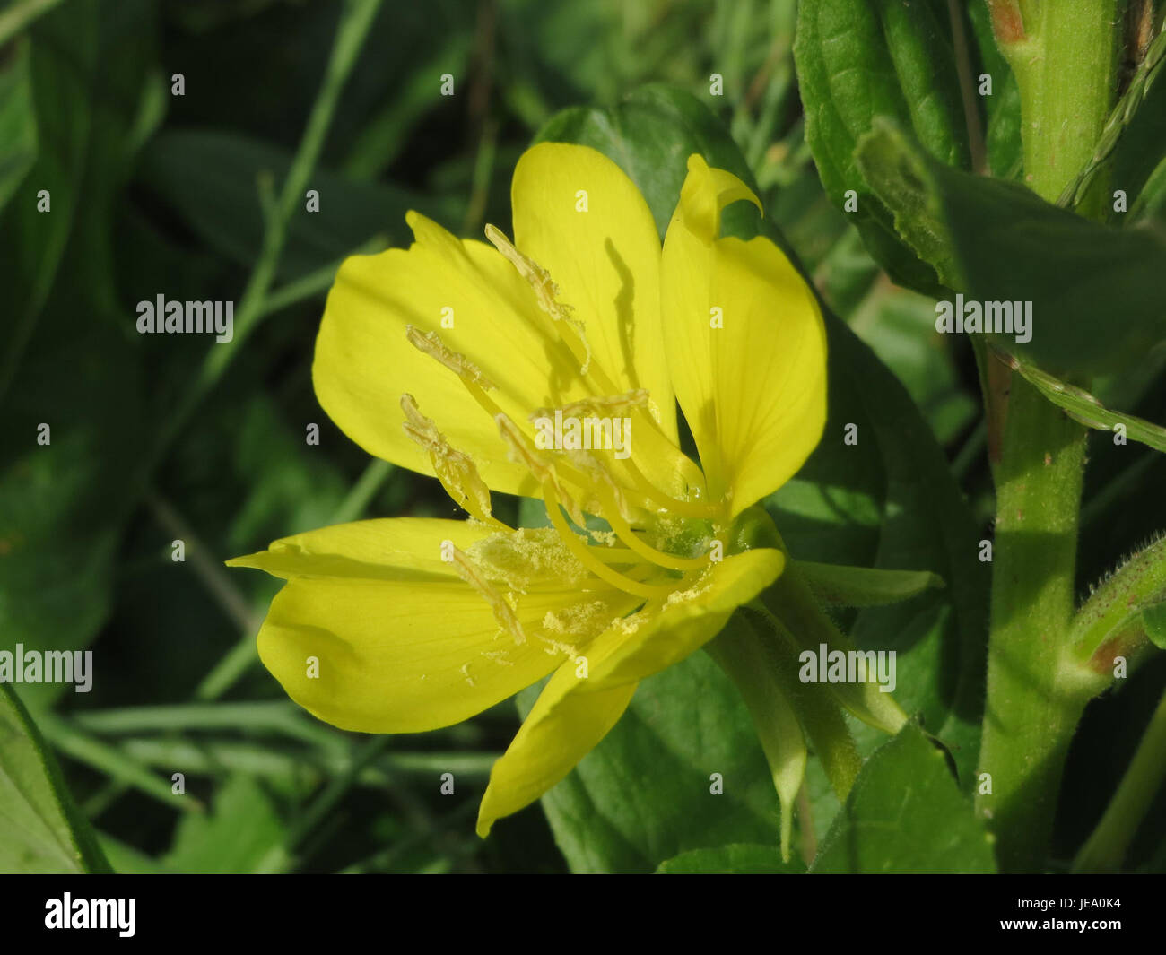 A photograph of Oenothera biennis, also known as evening primrose ...