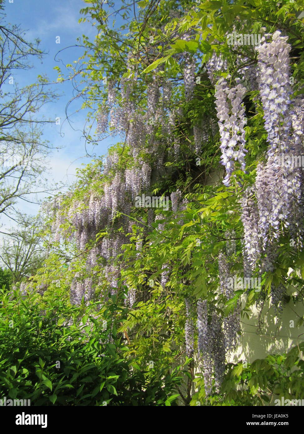 Blauregen, or Wisteria, is a climbing plant known for its cascading ...