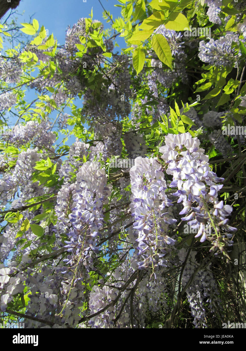 Wisteria (Blauregen) plants are native to East Asia and North America ...