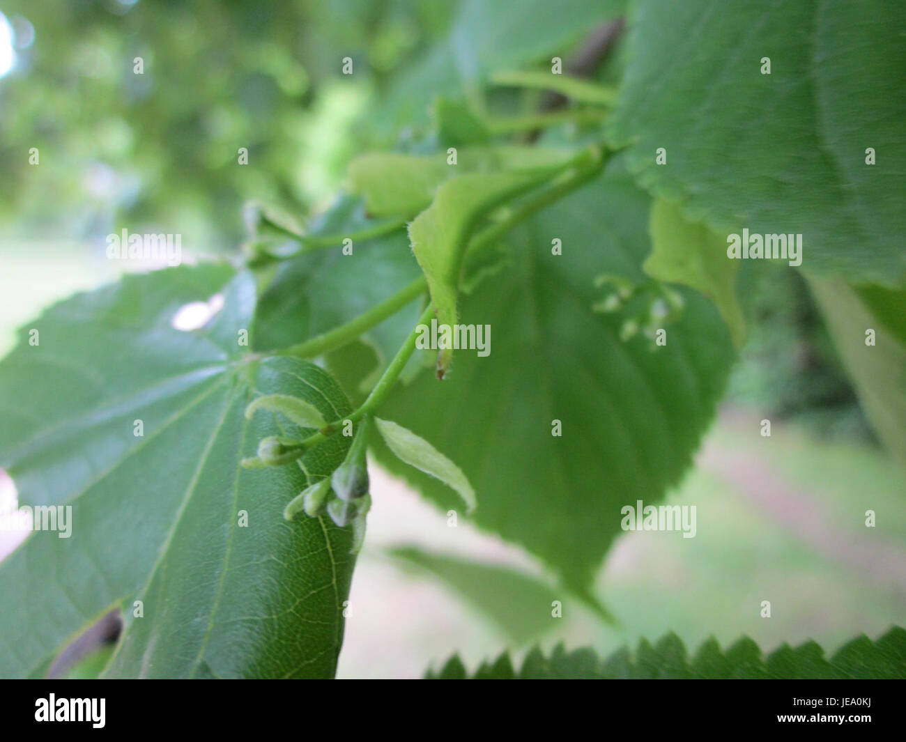 The image from May 15, 2013, depicts *Tilia cordata*, commonly known as ...