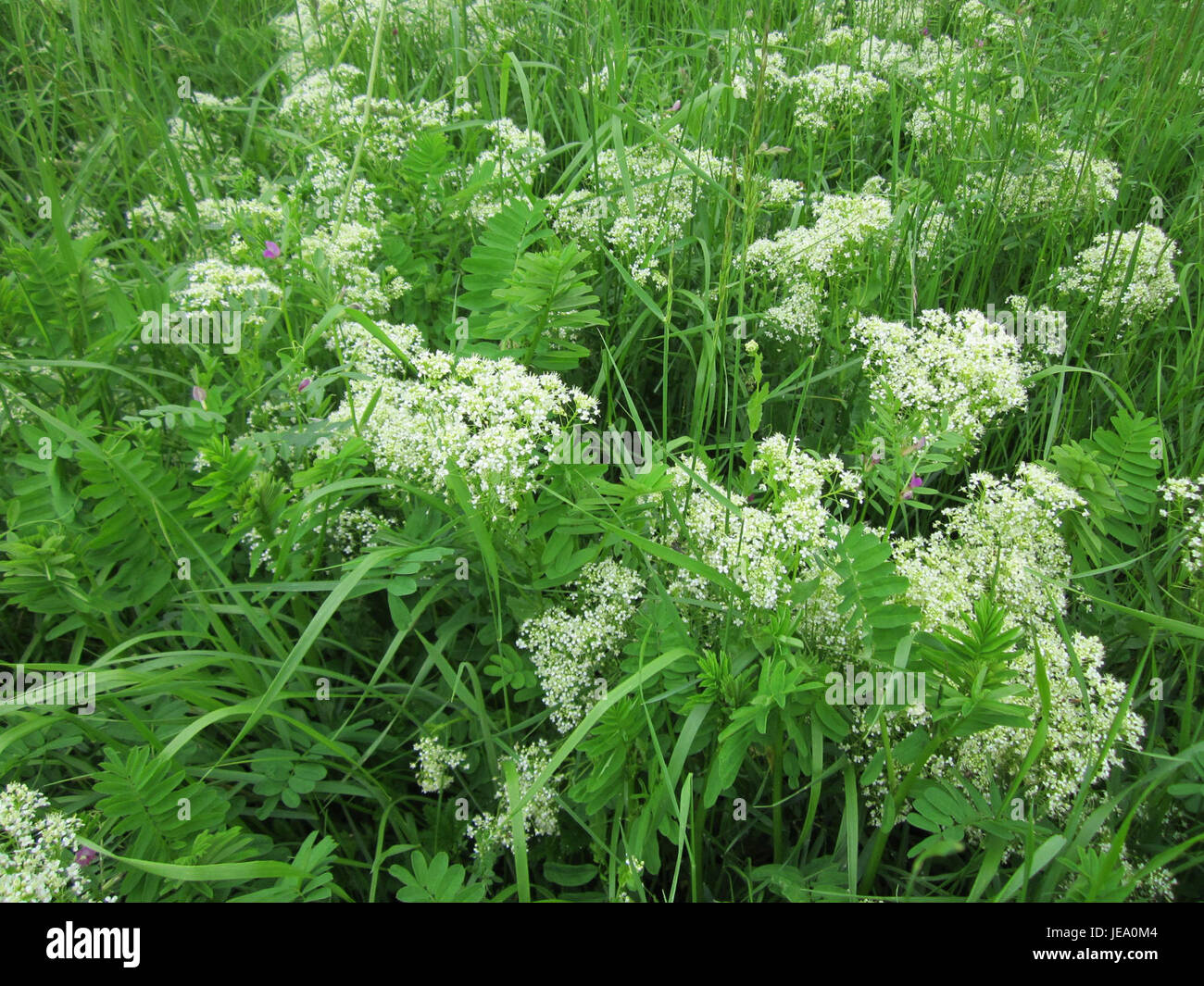 The Landesgartenschaupark in Hockenheim, Germany, is a public park ...