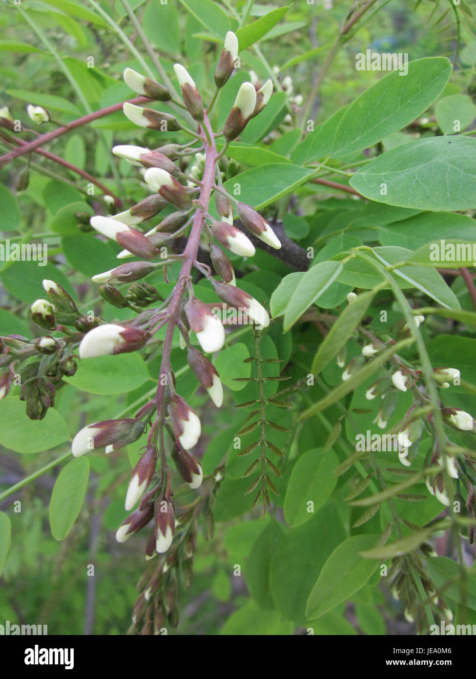 The image shows a Robinia tree (Robinia pseudoacacia) in Hockenheim ...