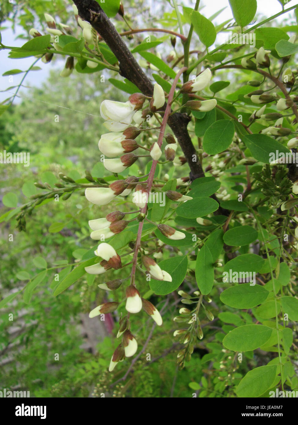 The Robinia, or black locust, is a fast-growing deciduous tree native ...