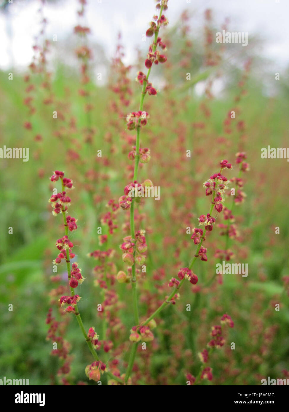 The Hockenheimer Rheinbogen, captured on May 15, 2013, is a natural ...