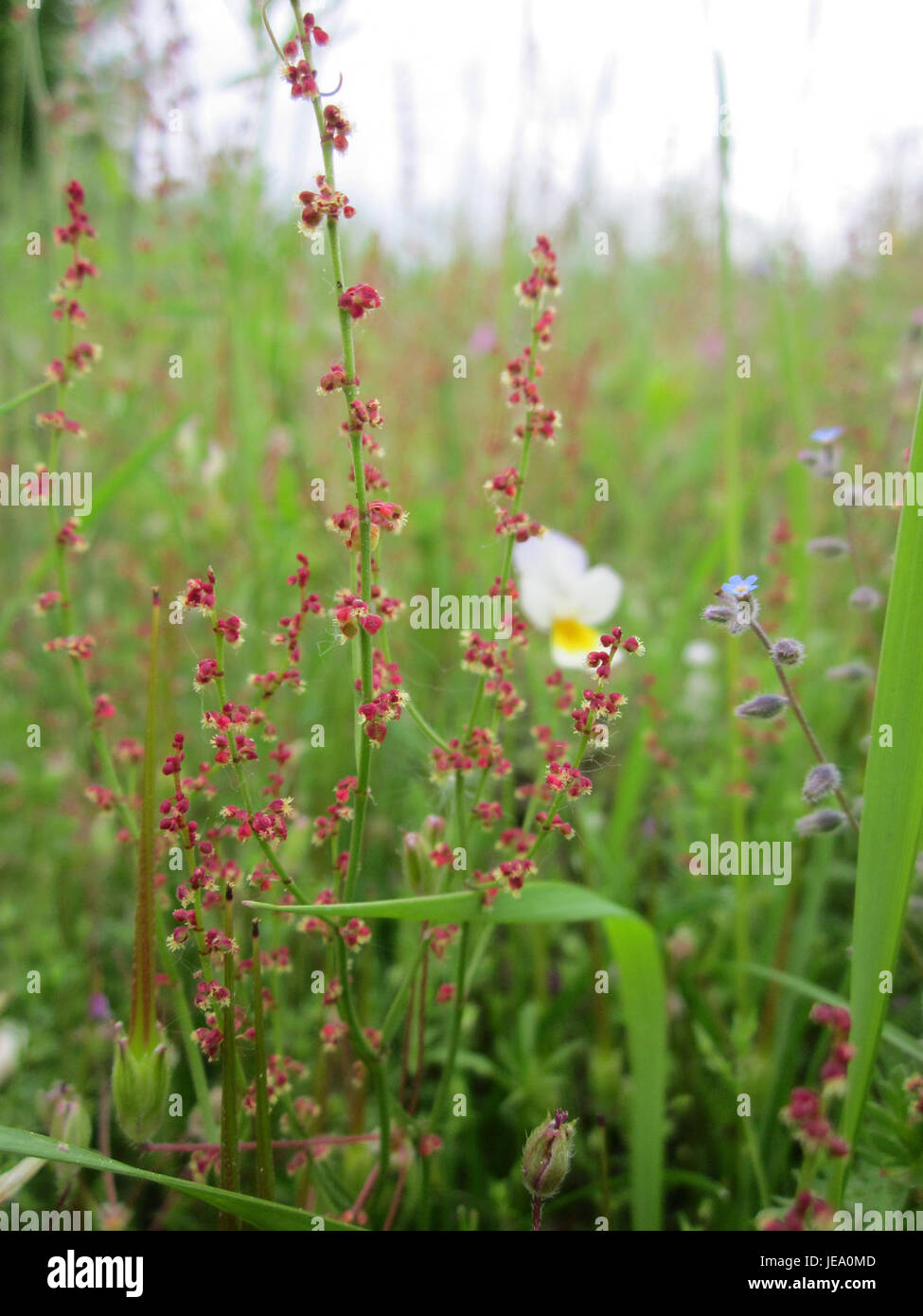This image shows a view of the Hockenheimer Rheinbogen, a part of the ...