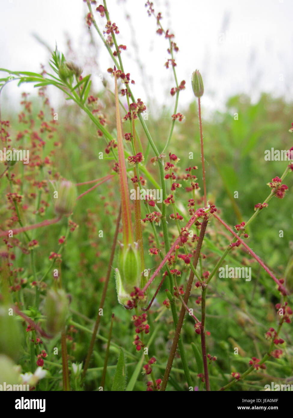 The Hockenheimer Rheinbogen is a section of the Rhine River near the ...