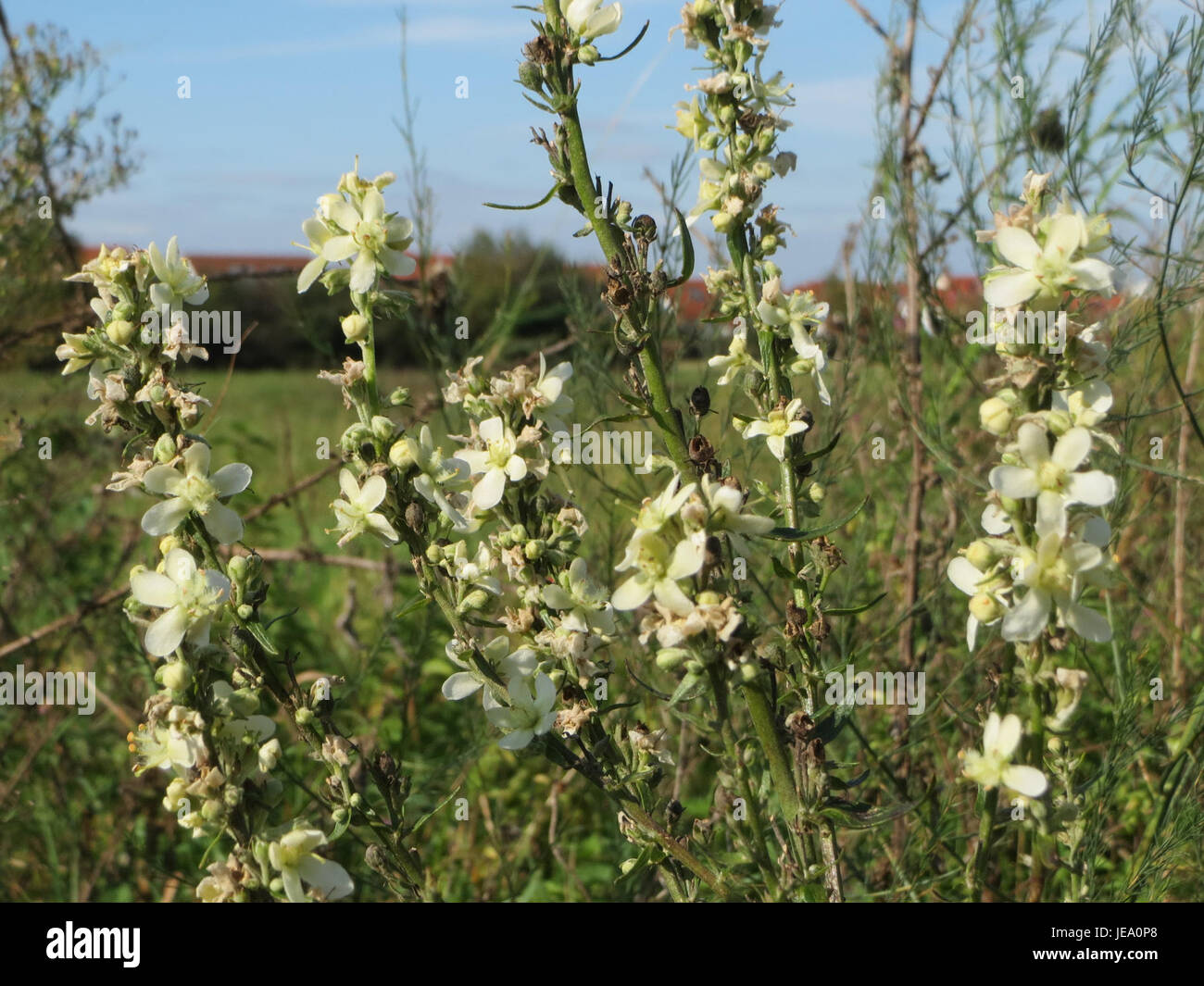 Yellow verbascum mullein flower hi-res stock photography and images - Alamy