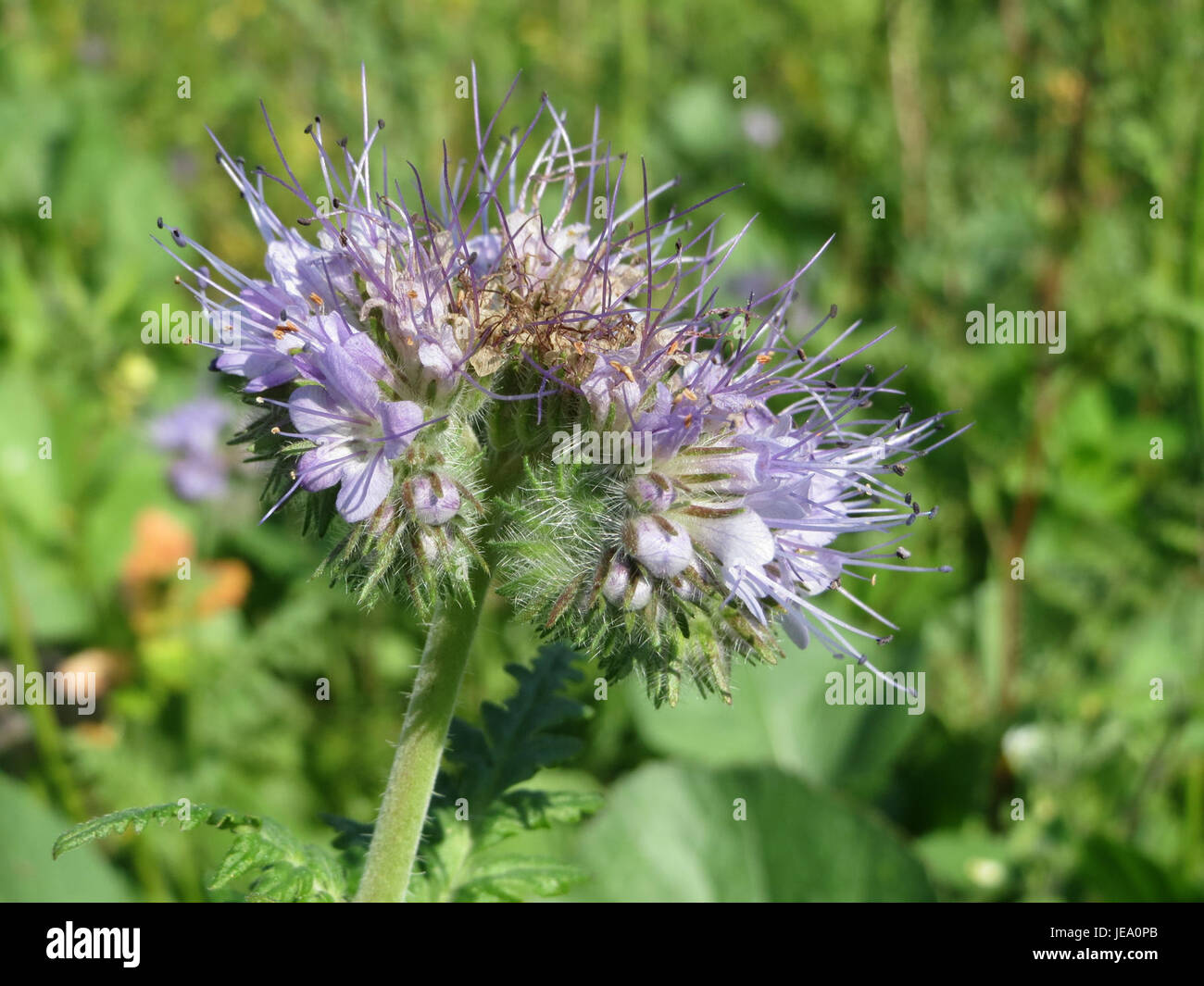 Phacelia tanacetifolia, also known as tansy phacelia, is a flowering ...