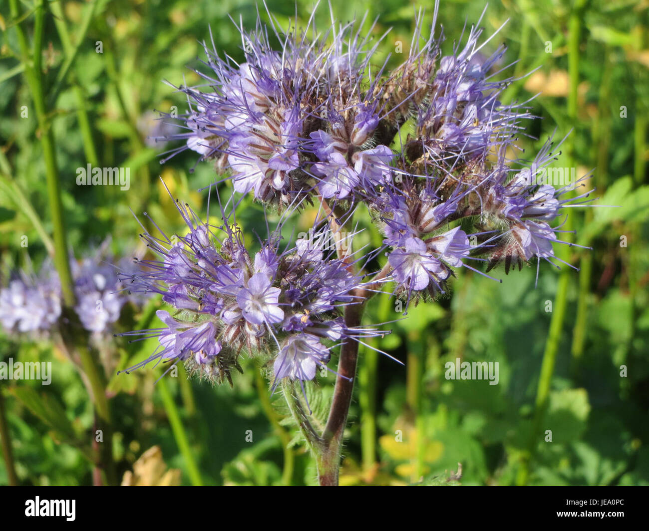 A photograph of Phacelia tanacetifolia, also known as blue tansy, taken ...