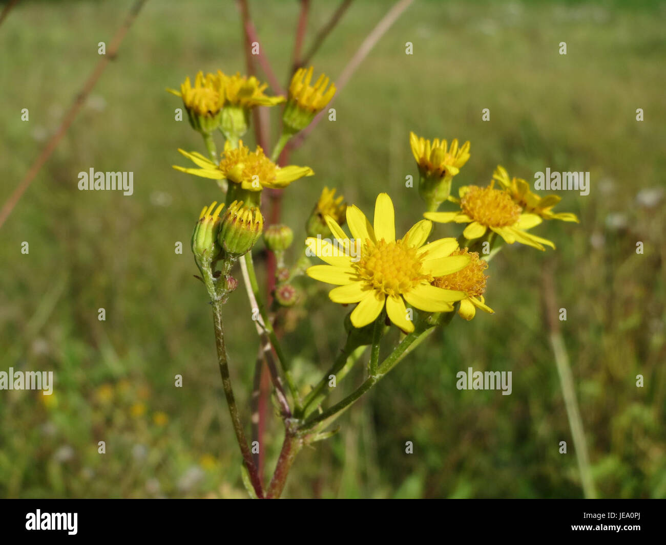Jacobaea vulgaris ragwort common hi-res stock photography and images ...