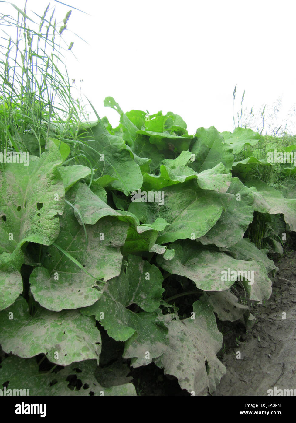 Arctium lappa known burdock hi-res stock photography and images - Alamy