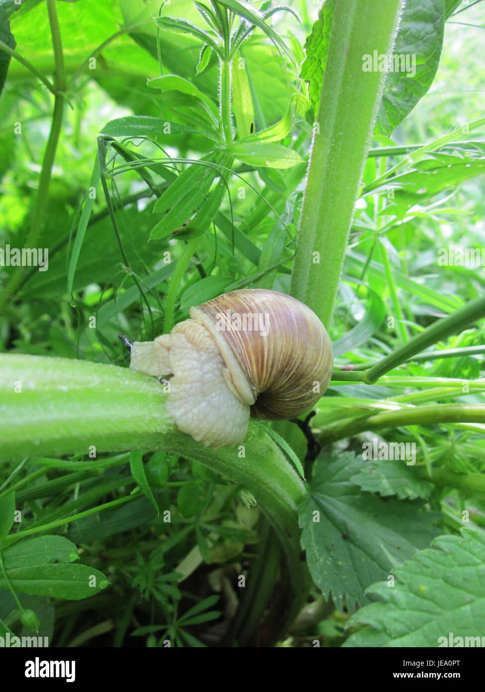 Klette hi-res stock photography and images - Alamy