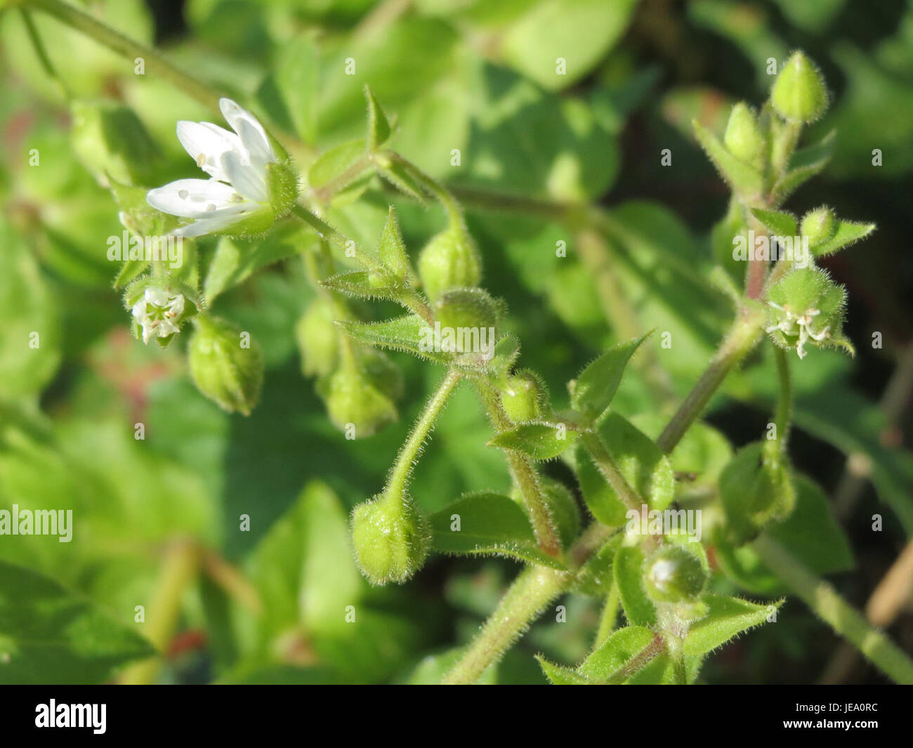 This photograph features *Cerastium fontanum*, commonly known as the ...