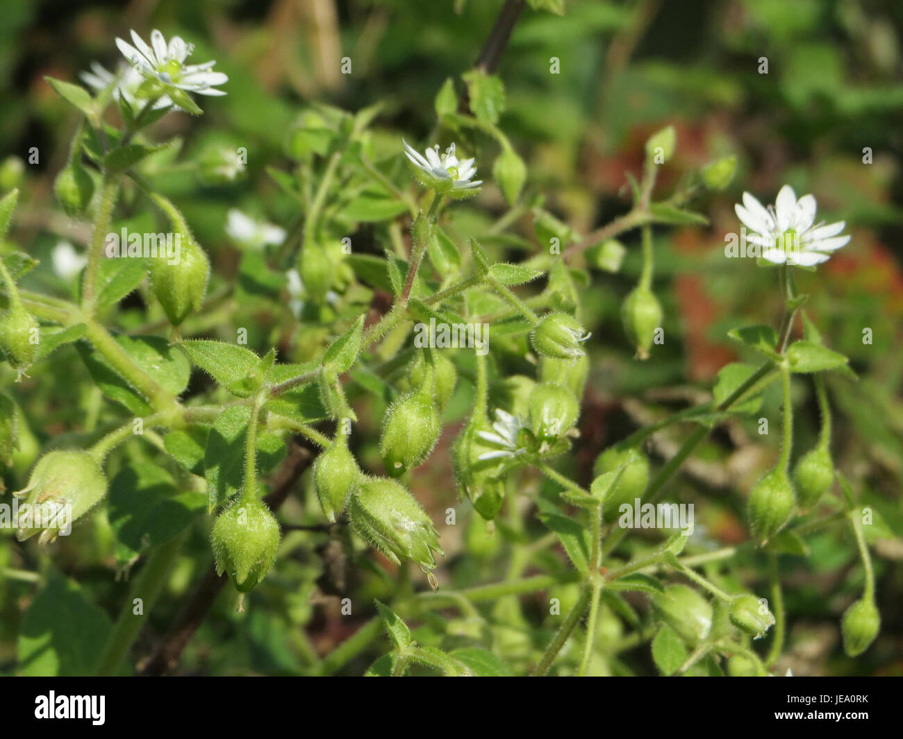 Field mouse ear plant hi-res stock photography and images - Alamy