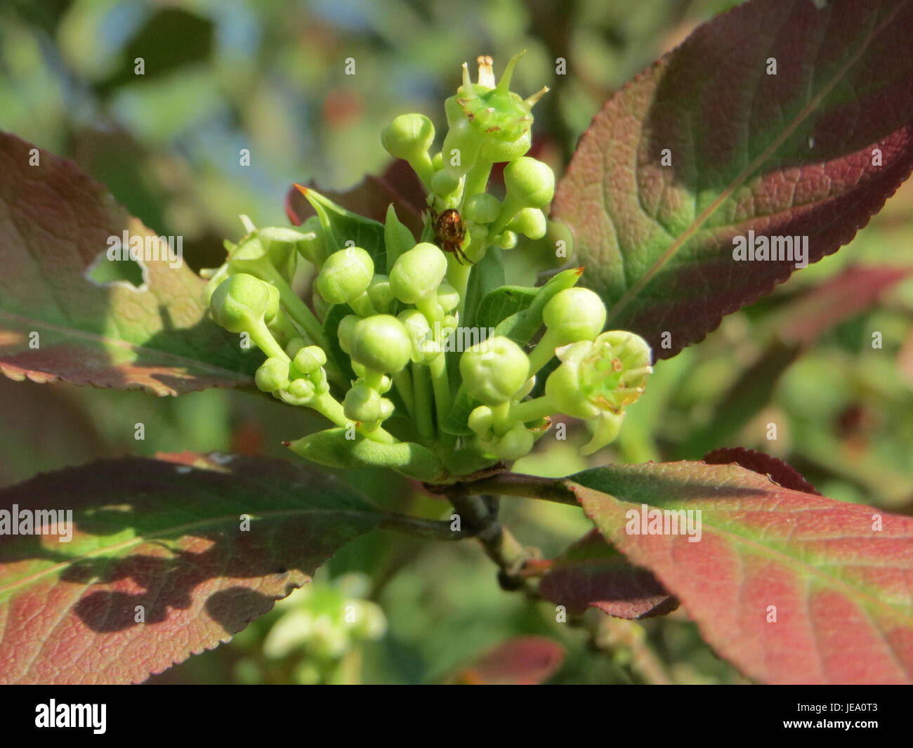 This image shows *Euonymus europaeus*, commonly known as the European ...