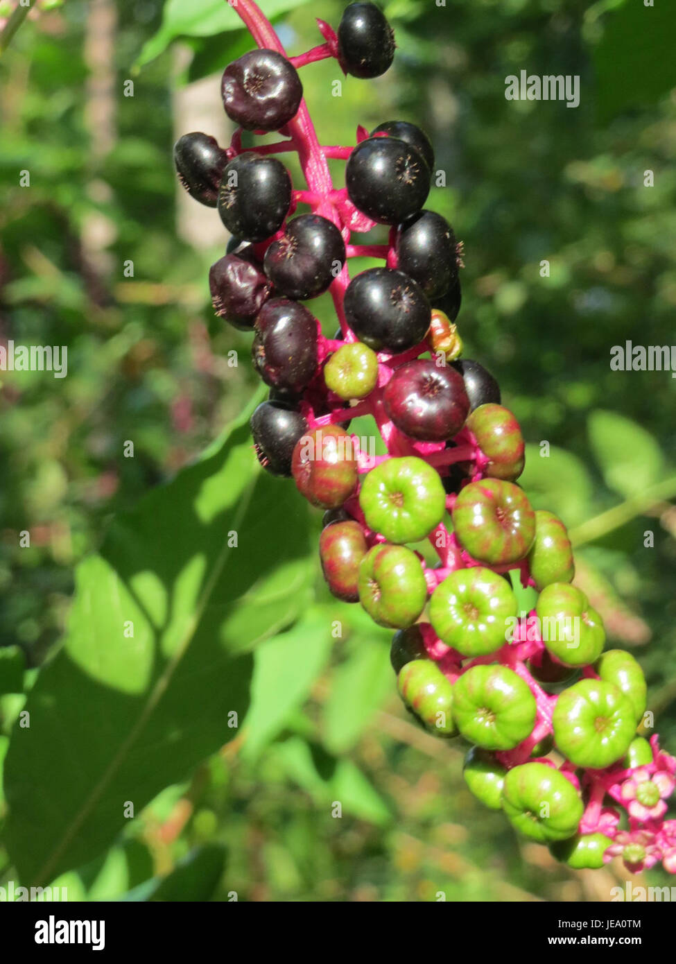 Phytolacca americana, commonly known as pokeweed, is a perennial plant native to North America ...