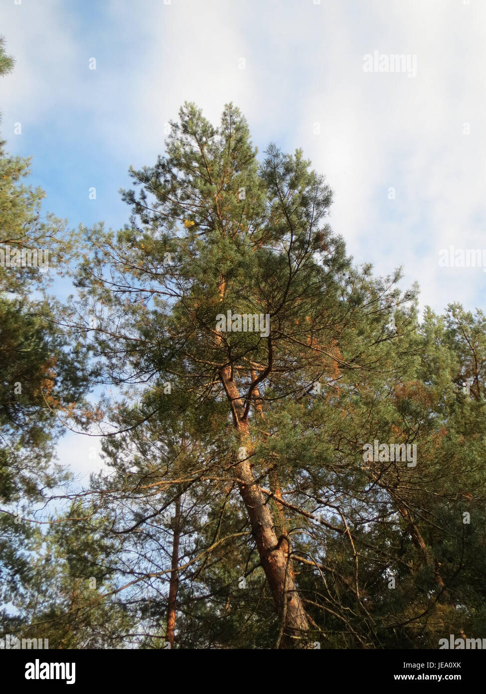 Pinus sylvestris, commonly known as Scots pine, is a species of pine ...