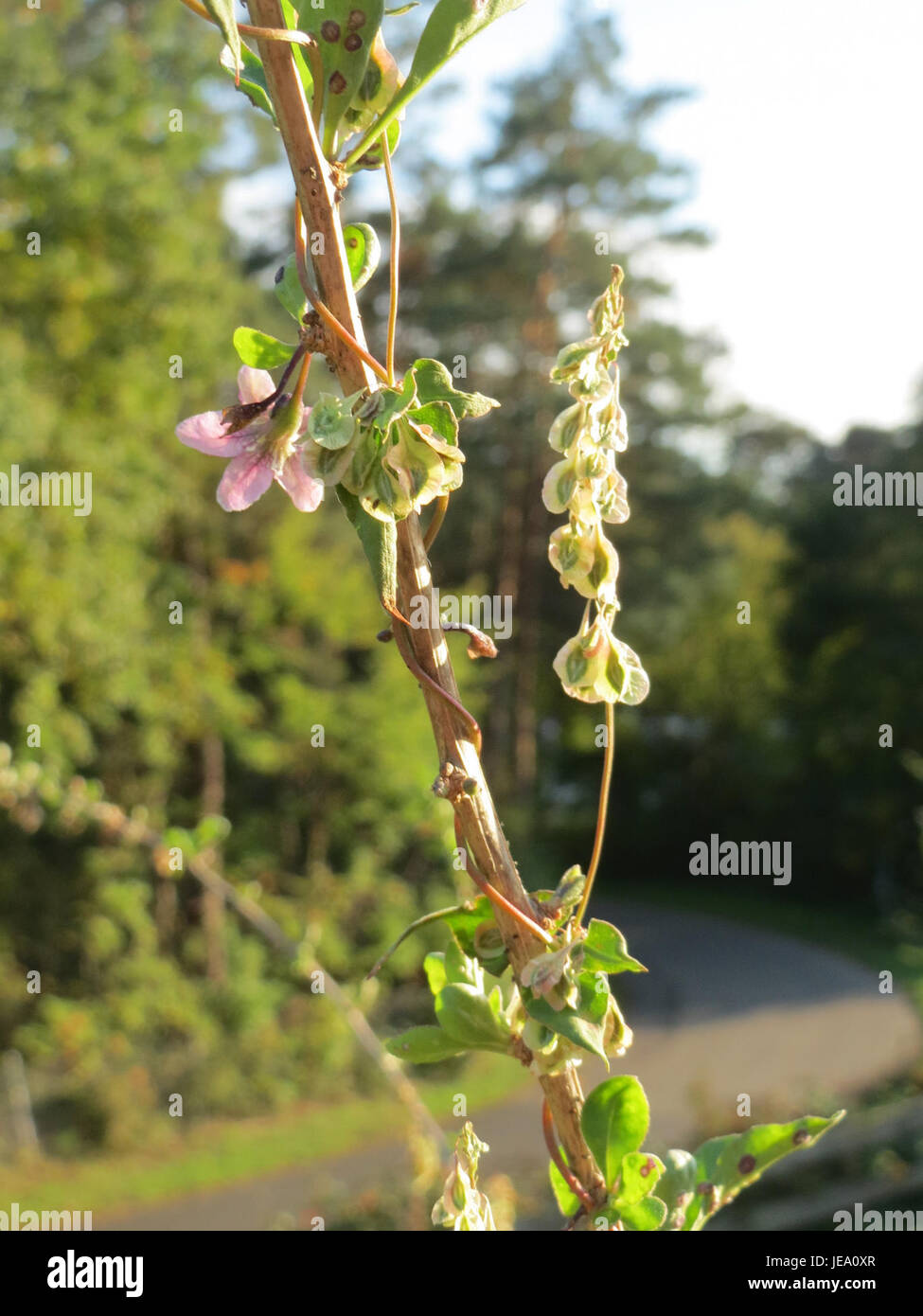 Lycium barbarum, also known as goji berry, is a plant native to Asia ...