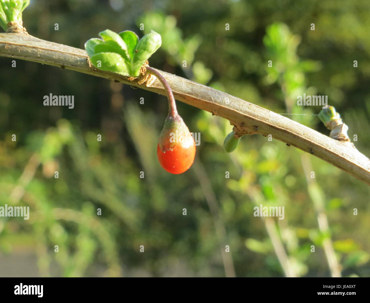 Lycium barbarum, commonly known as goji berry, is a plant species ...