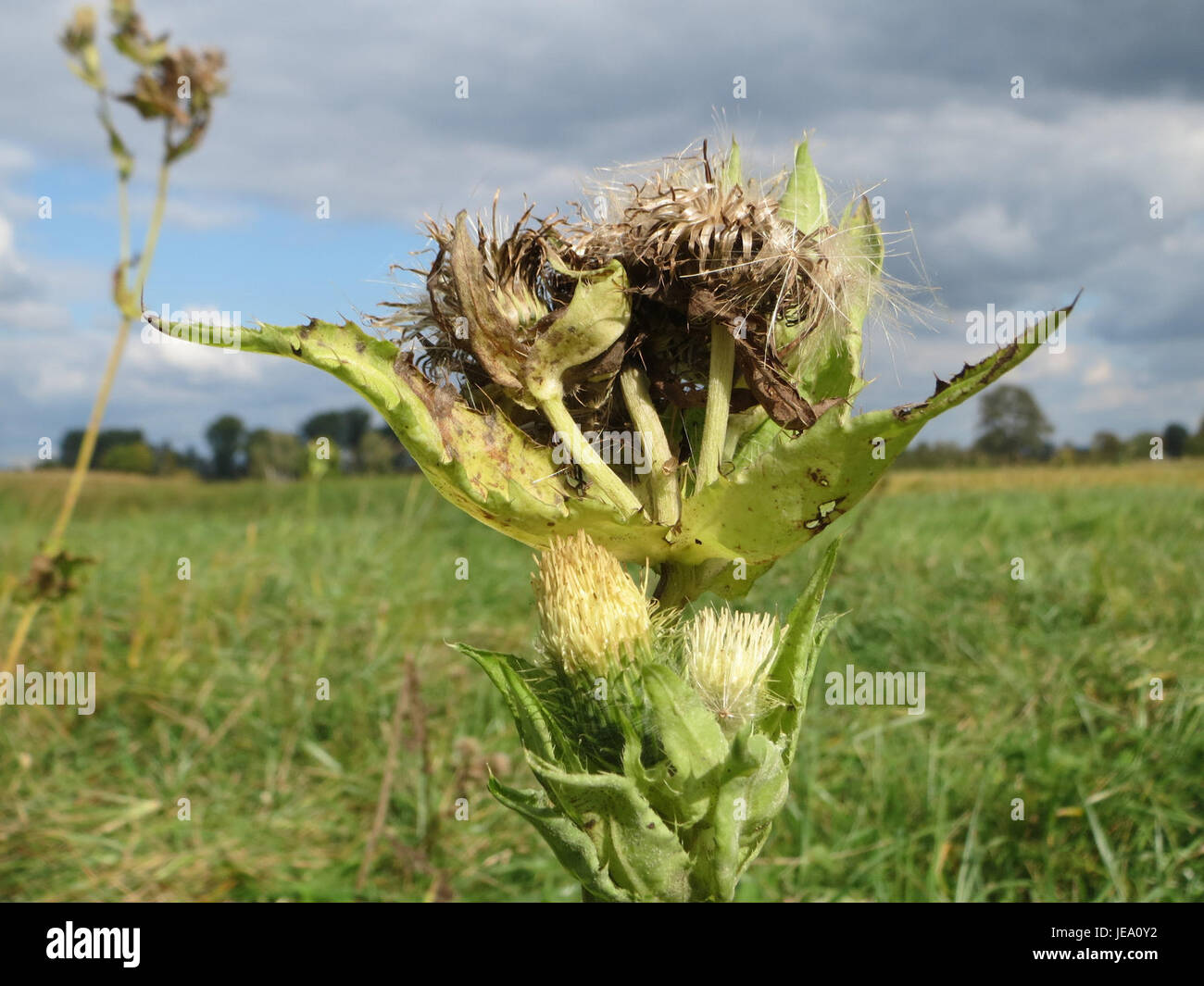 Cirsium oleraceum, known as the cabbage thistle, is a perennial plant ...