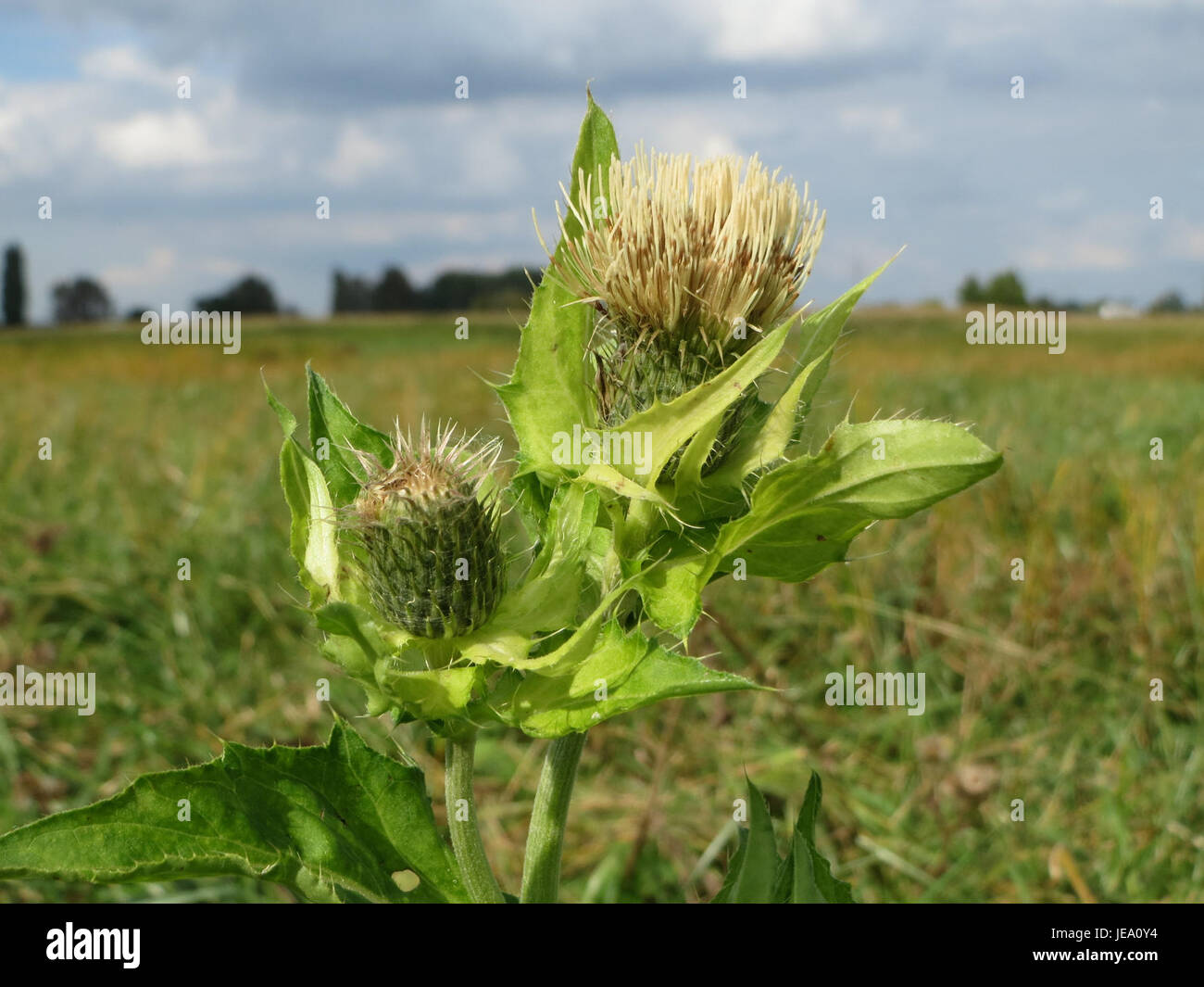 Cirsium oleraceum, commonly known as marsh thistle, is a plant species ...