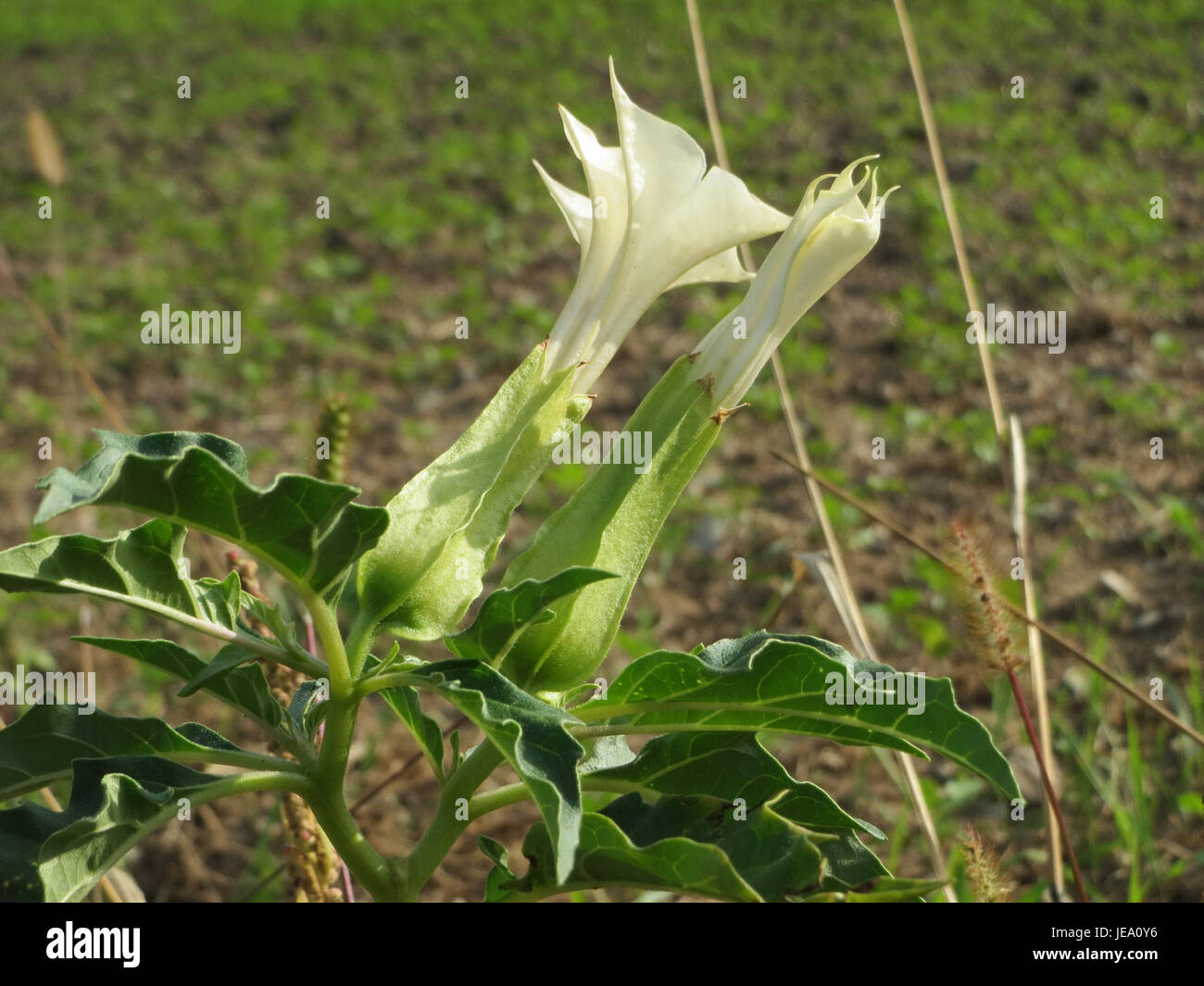 A photograph of Datura stramonium, commonly known as Jimsonweed, taken ...