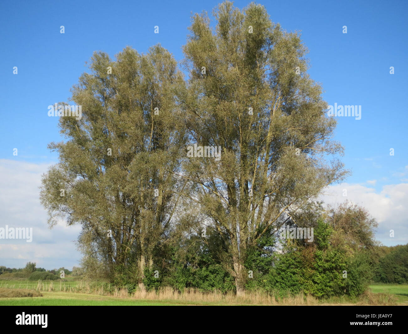 Salix alba, commonly known as the white willow, is a deciduous tree ...
