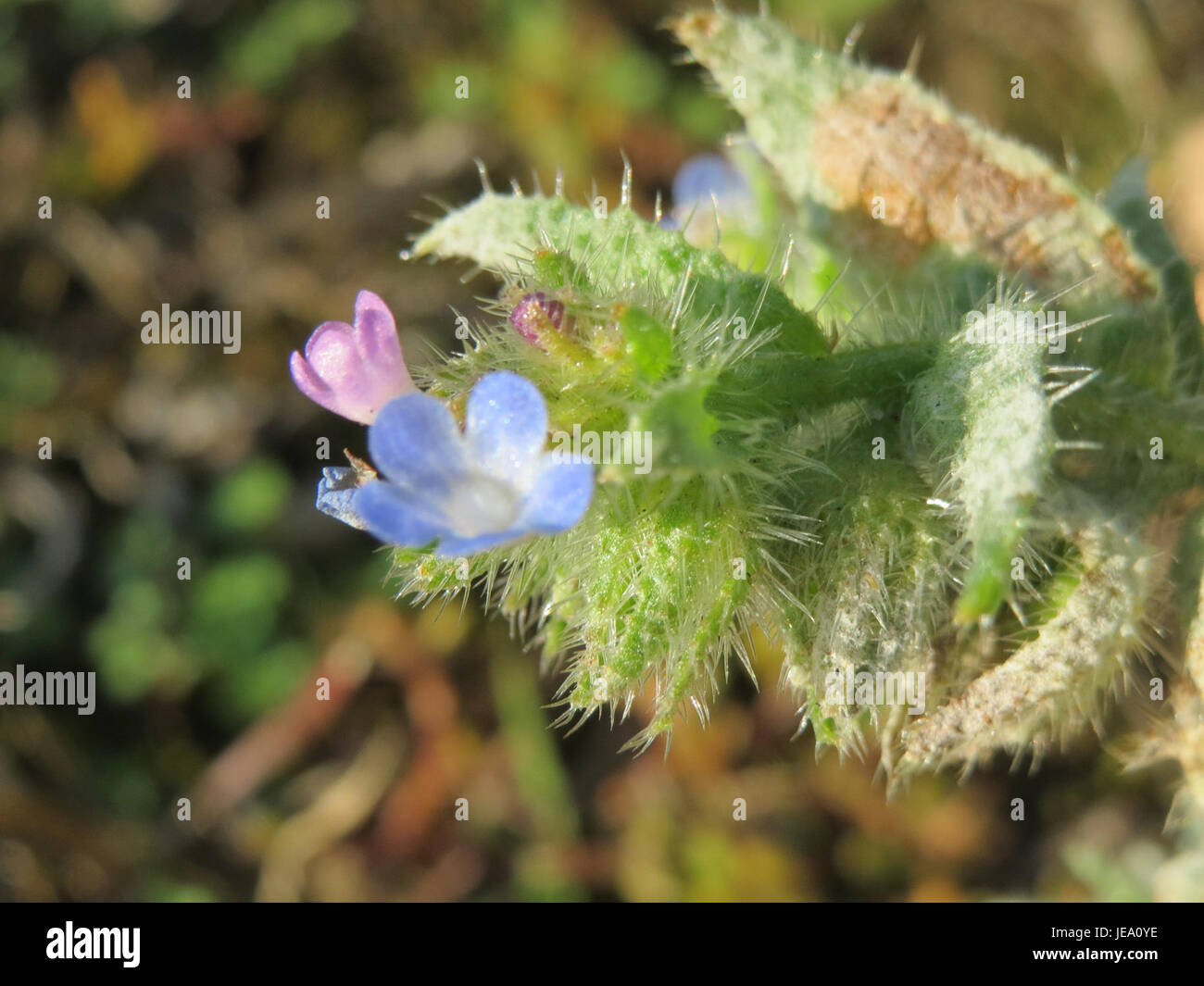 Plant commonly found along roadside hi-res stock photography and images ...