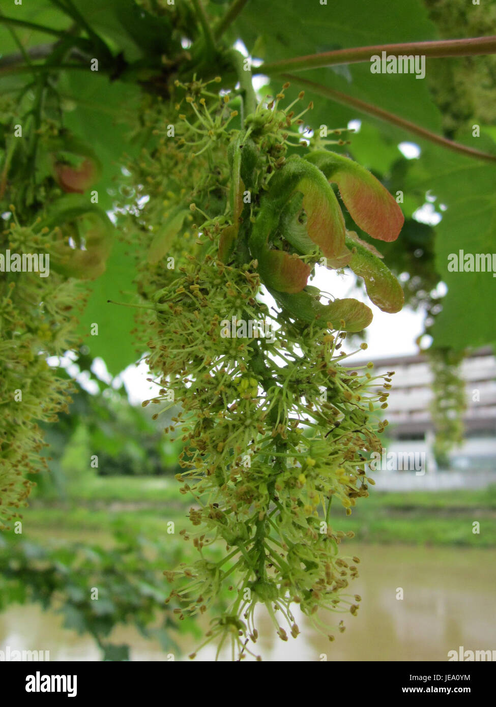 Upland plant species hi-res stock photography and images - Alamy