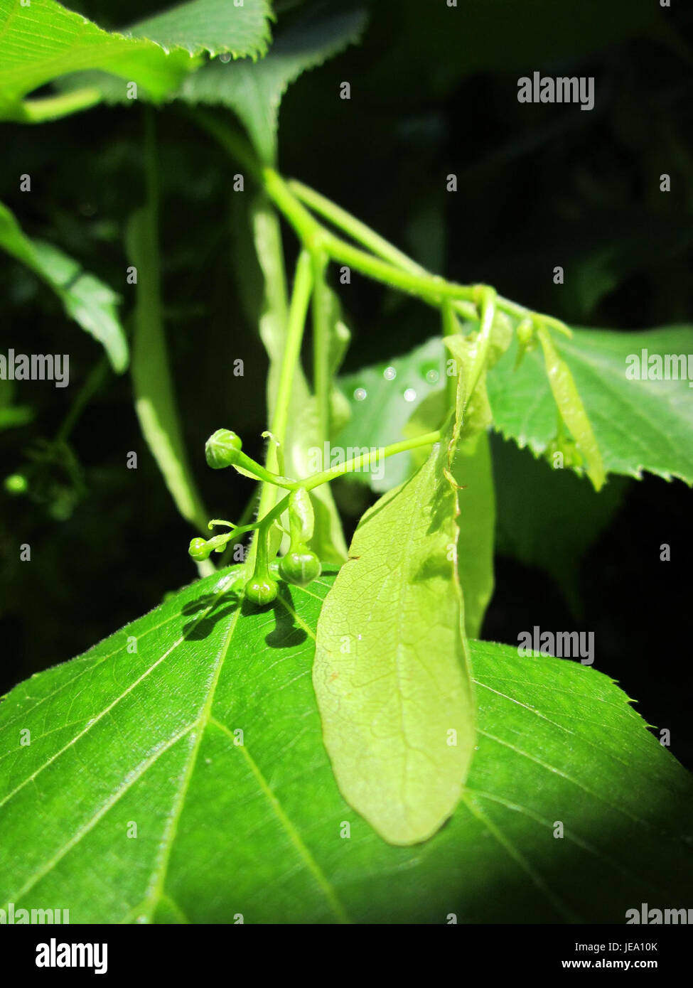 Linden leaves shot large in hi-res stock photography and images - Alamy
