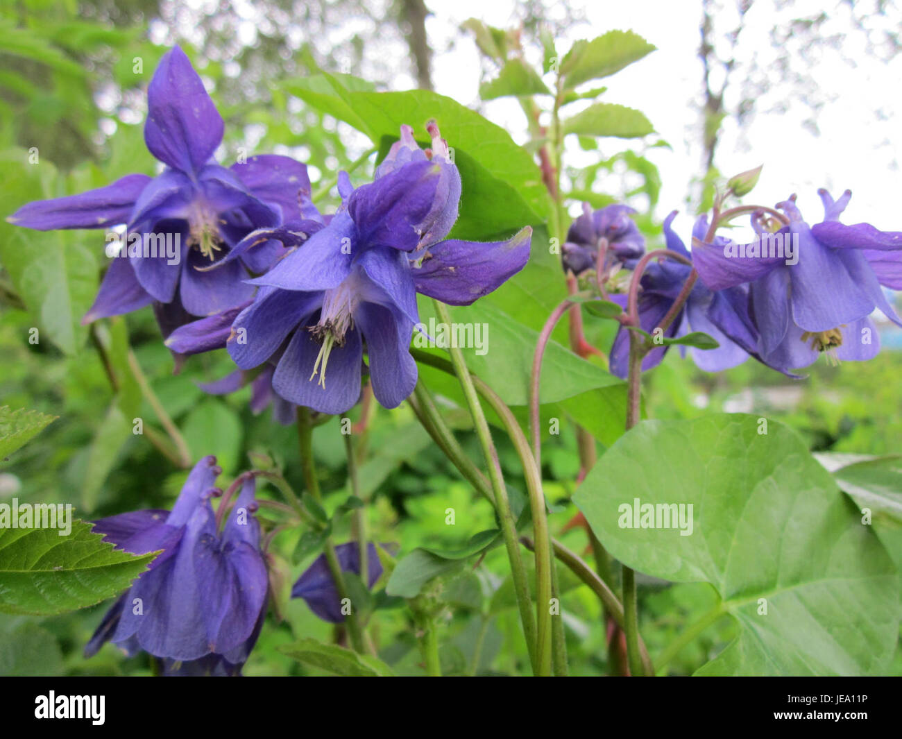 Akelei, or Aquilegia, is a genus of flowering plants commonly known as ...