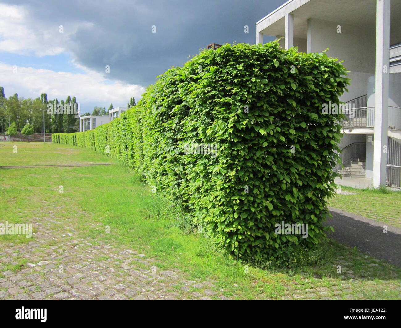 A photograph of a Buchenhecke (Beech hedge) in Saarbrücken, Germany ...