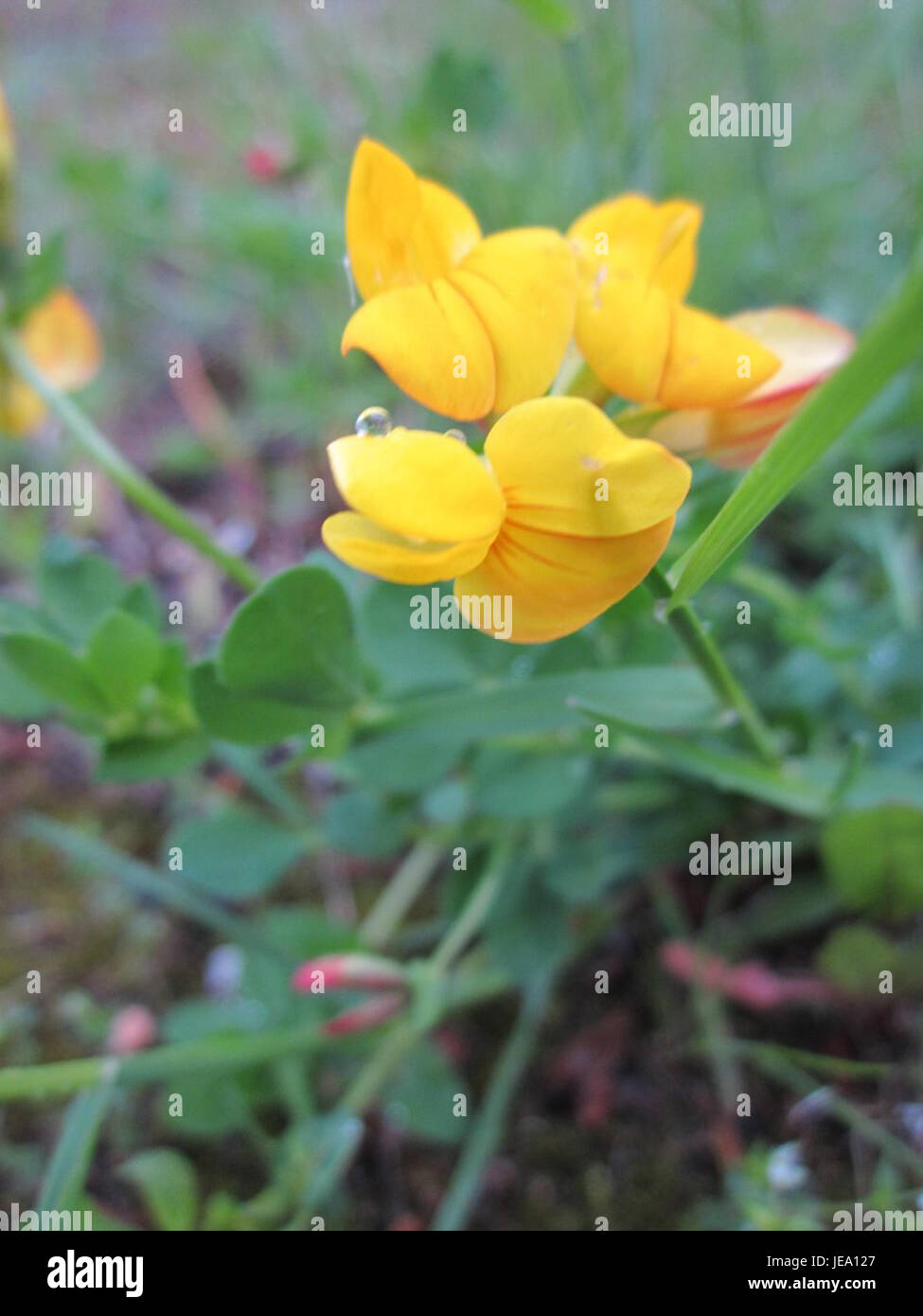 Horn shaped pods hi-res stock photography and images - Alamy