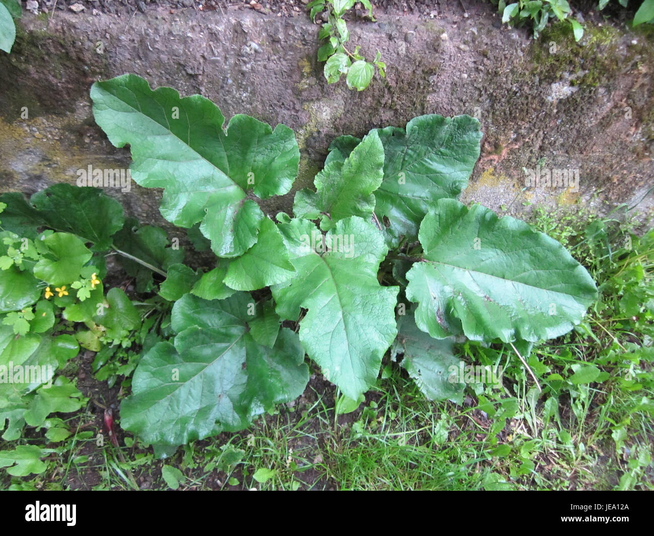 Klette hi-res stock photography and images - Alamy