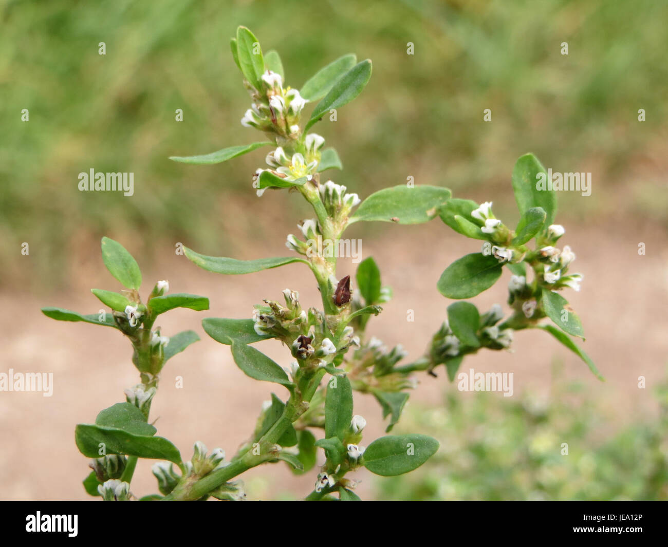 A photograph of Polygonum aviculare, commonly known as knotgrass, taken ...