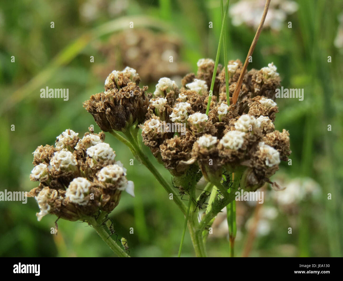 Achillea millefolium, commonly known as yarrow, is a flowering plant ...