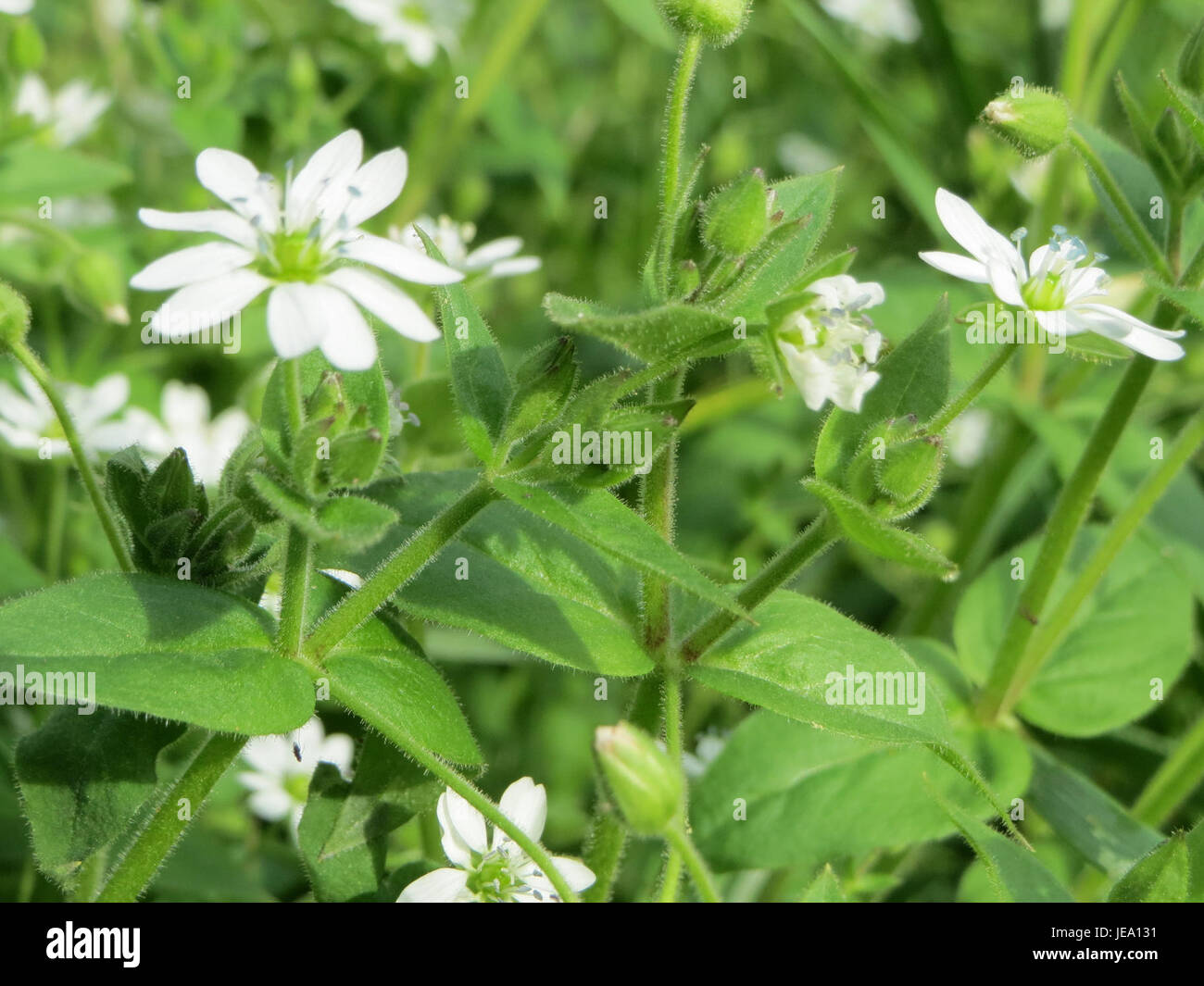 Adaptability of plant species in diverse habitats hi-res stock ...