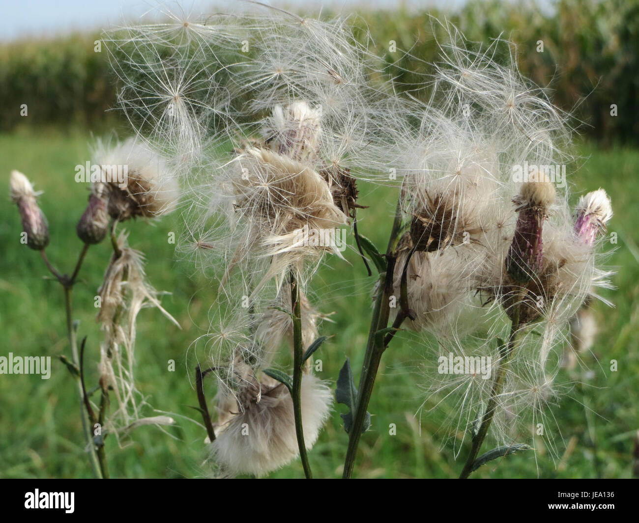 A close-up image of Cirsium arvense, commonly known as creeping thistle ...