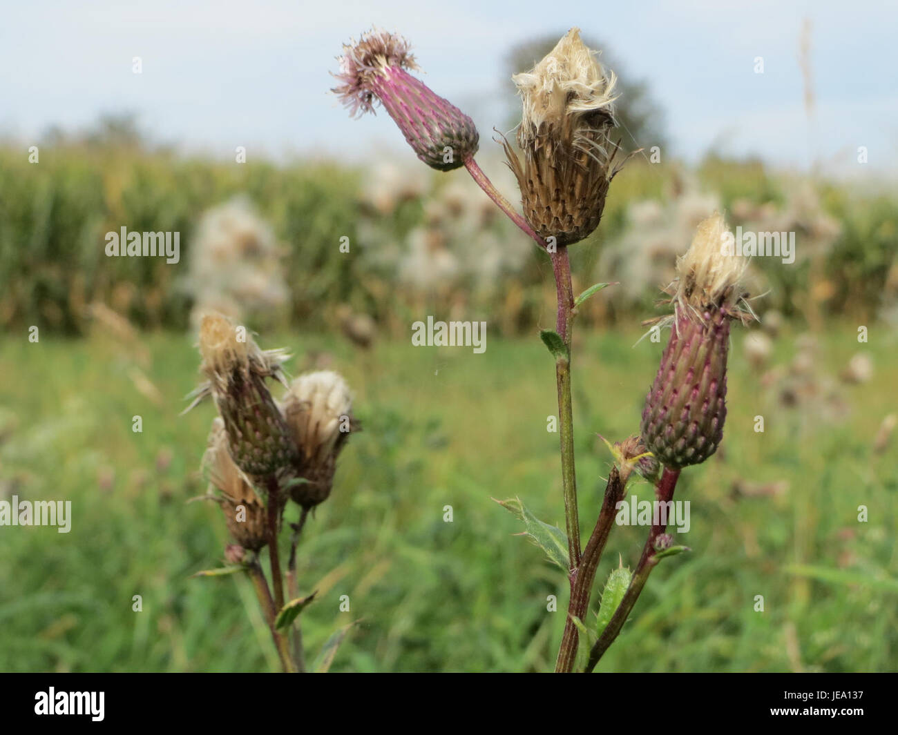 Cirsium arvense, commonly known as Canada thistle, is a perennial weed ...