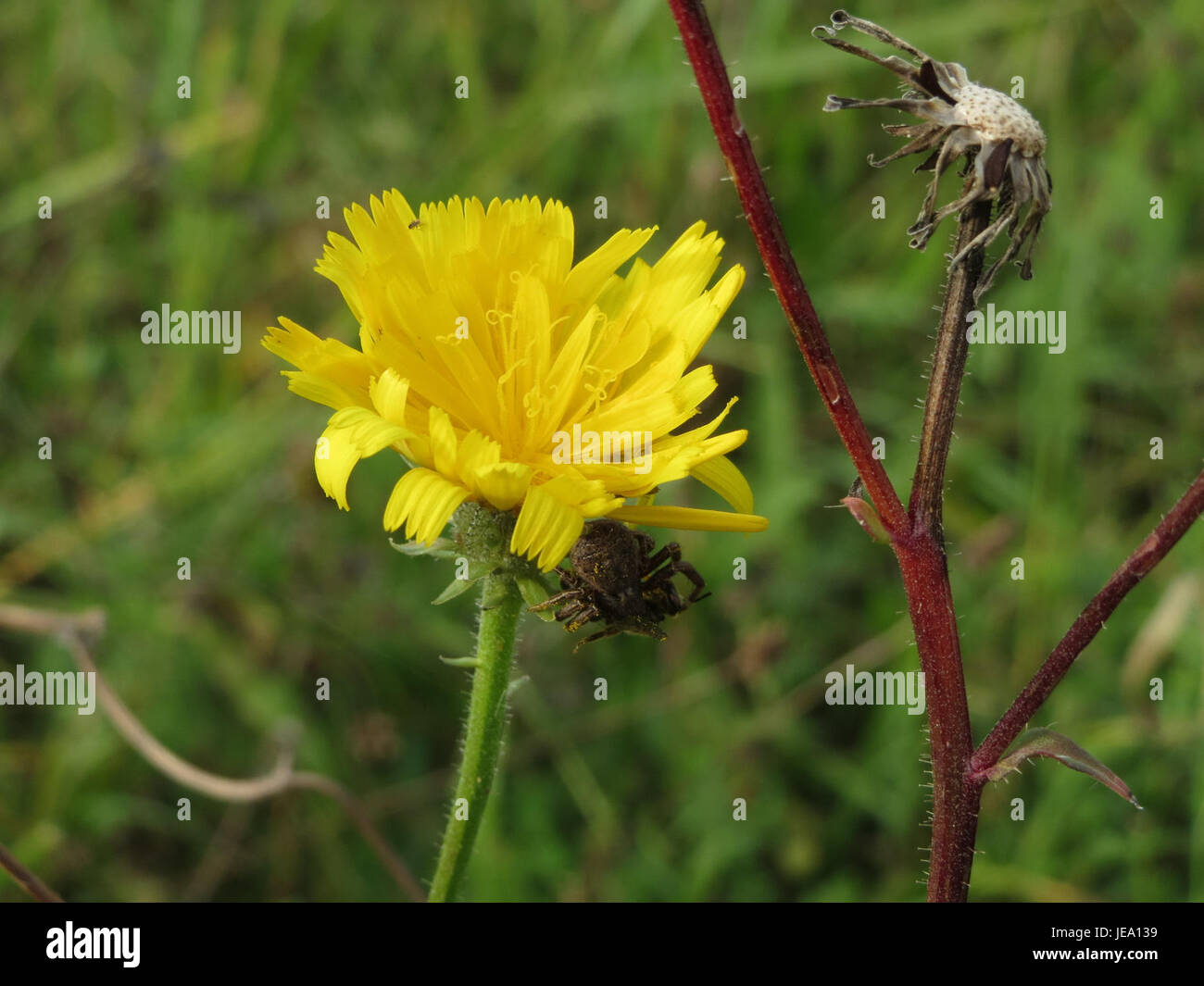 Crepis biennis, commonly known as the smooth hawksbeard, is a biennial ...