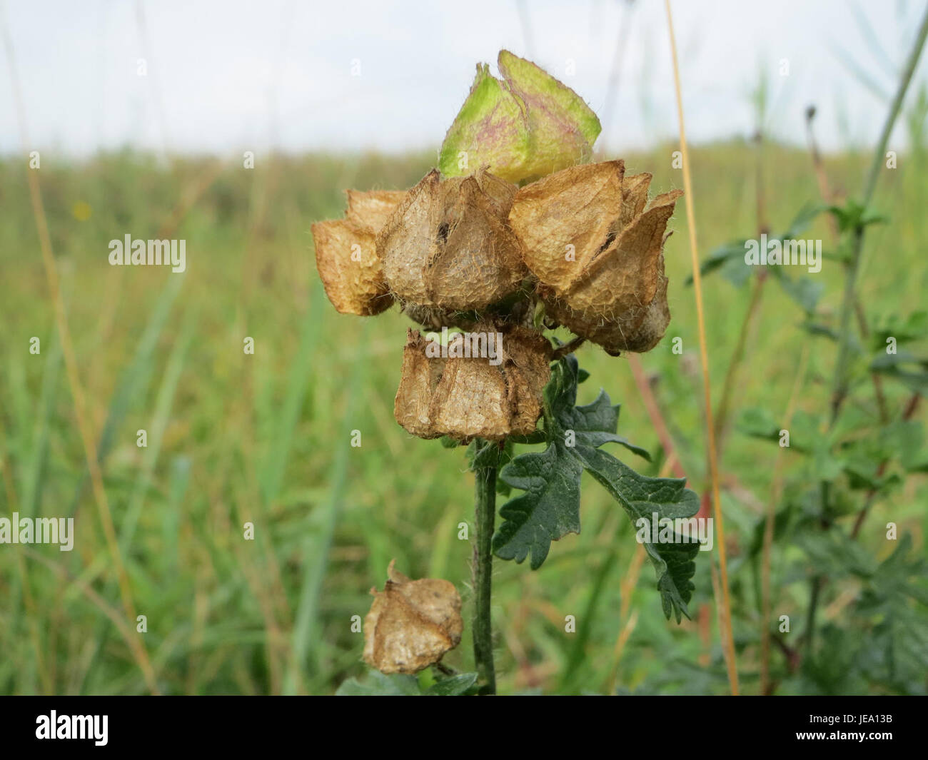 Malva alcea known hollyhock hi-res stock photography and images - Alamy