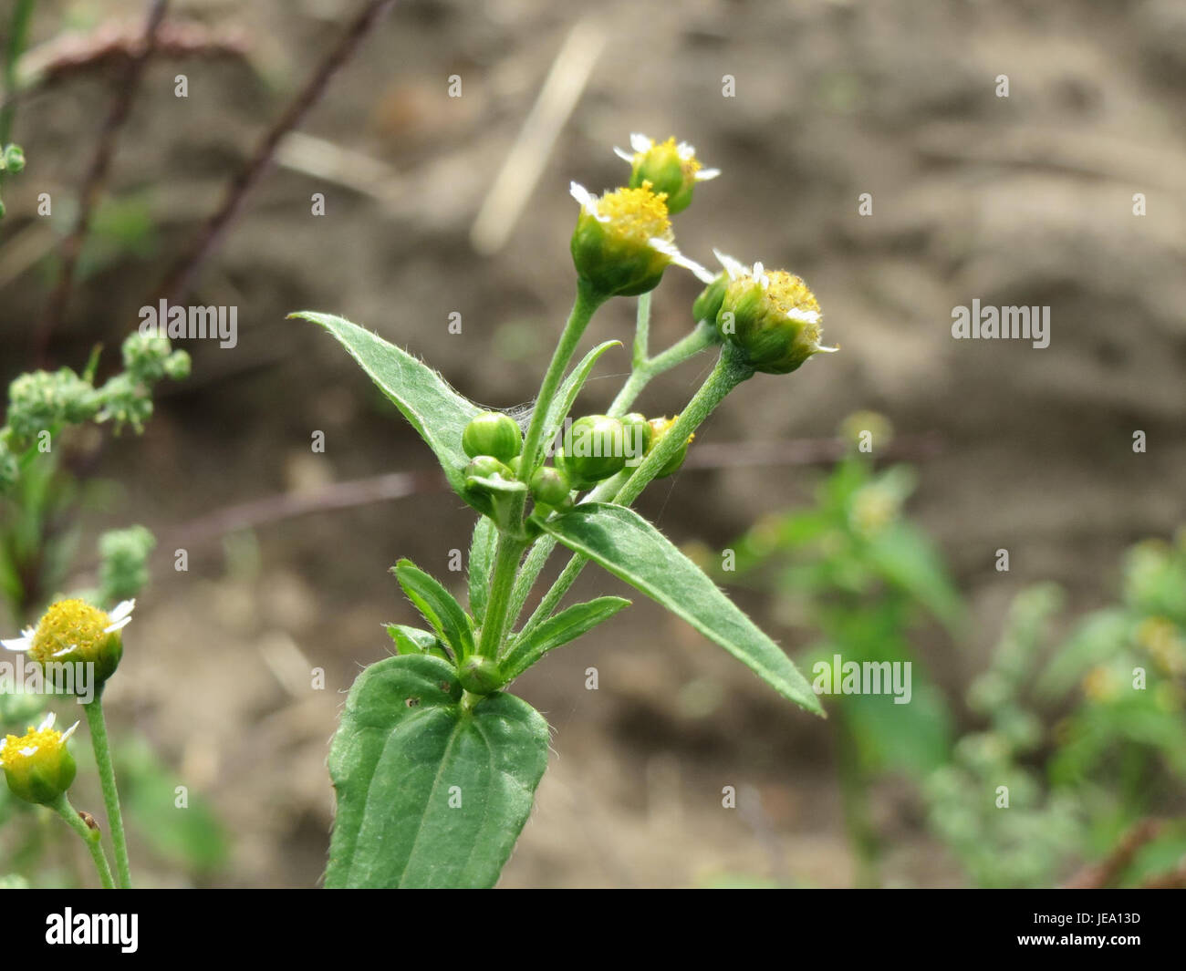 Galinsoga parviflora botanical hi-res stock photography and images - Alamy