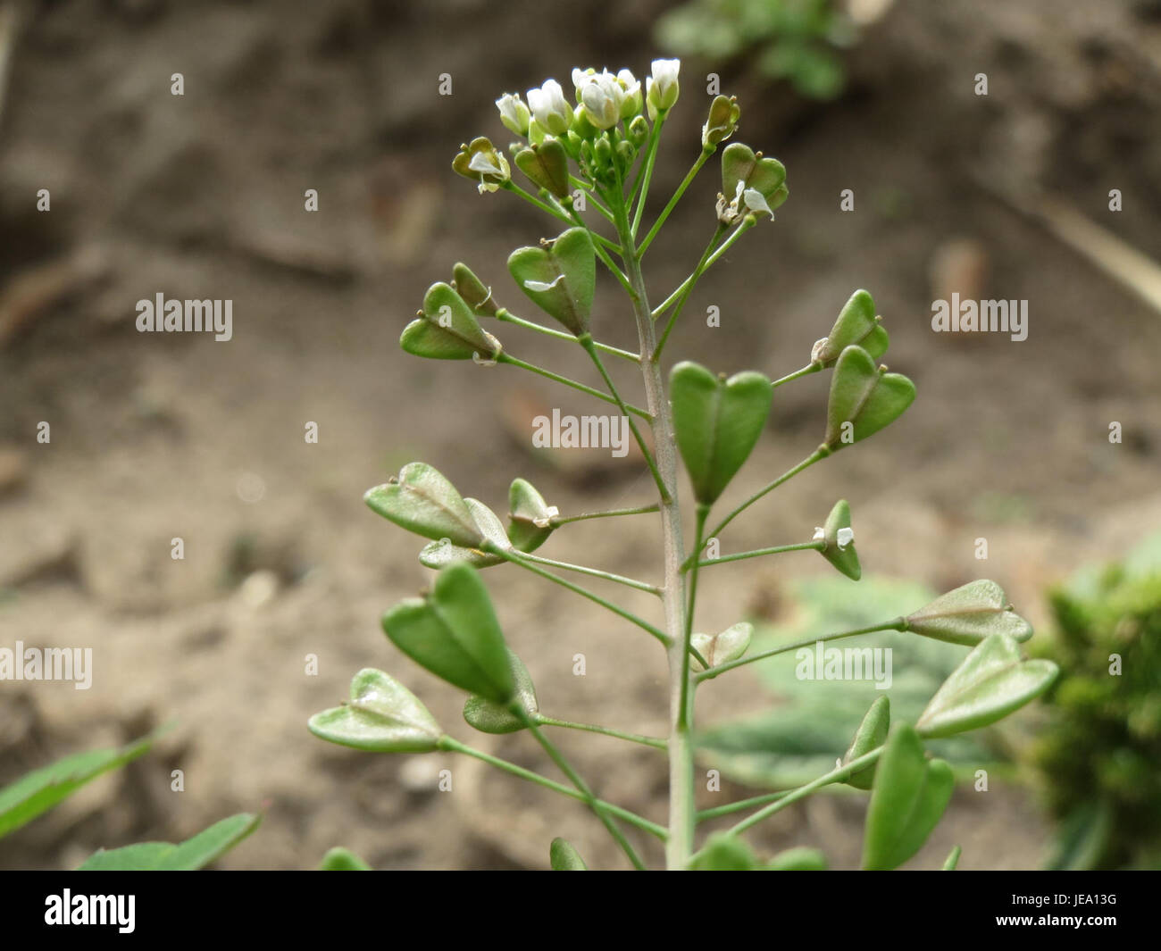 This image of Capsella bursa-pastoris, commonly known as Shepherd’s ...