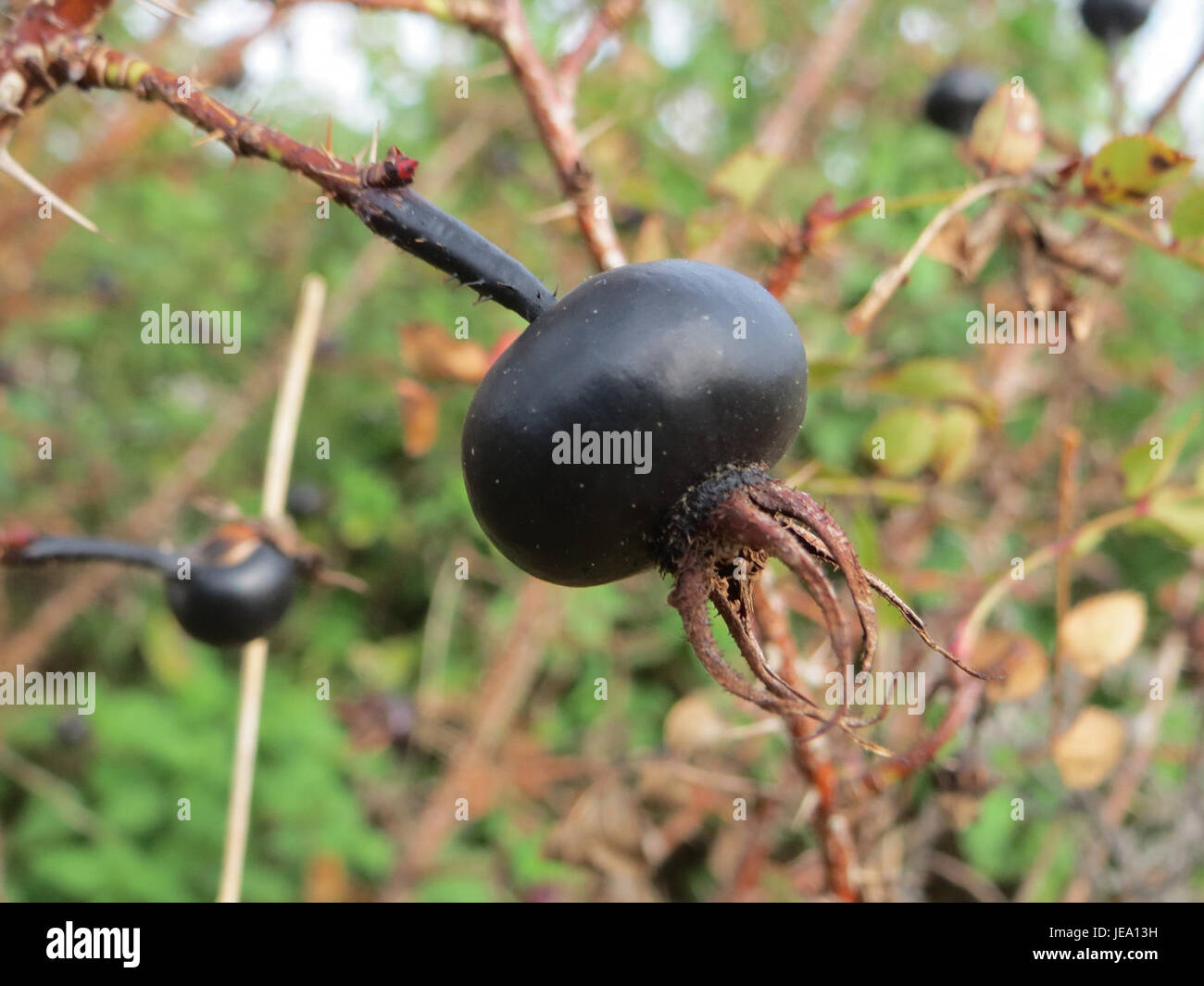 Pale stems hi-res stock photography and images - Alamy