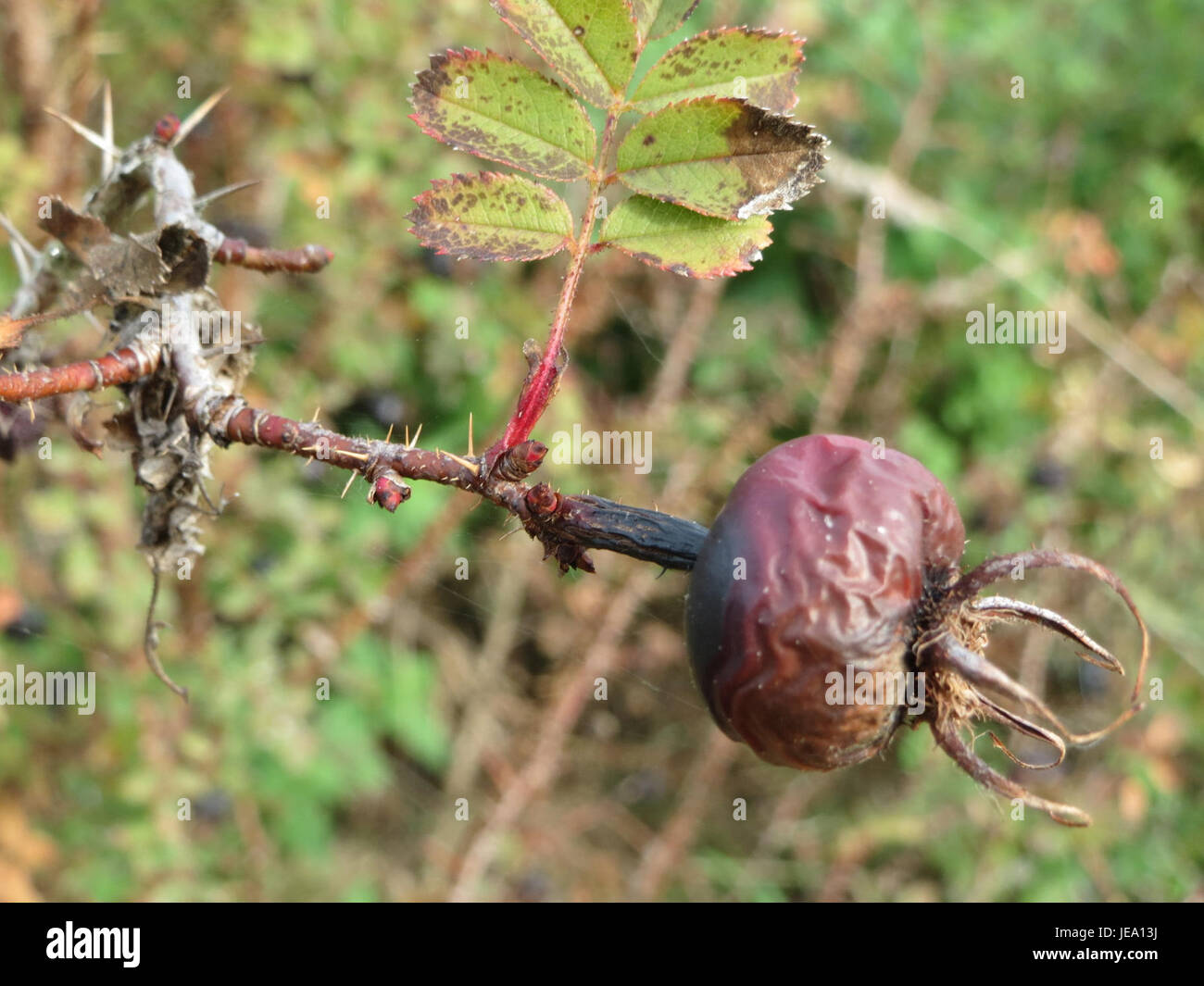 Rosa scotch rose hi-res stock photography and images - Alamy