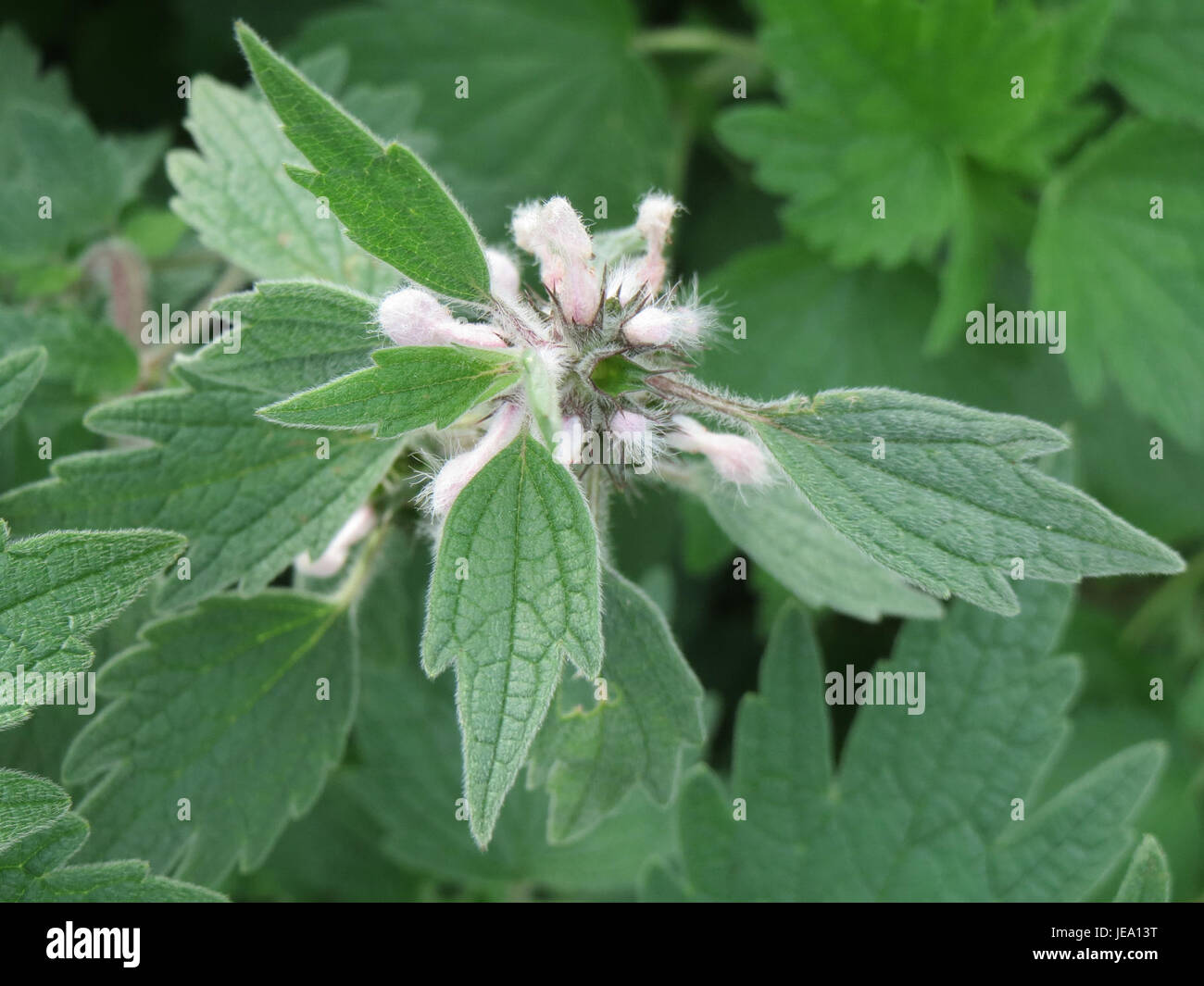 Image of Leonurus cardiaca, commonly known as Motherwort, a plant with ...